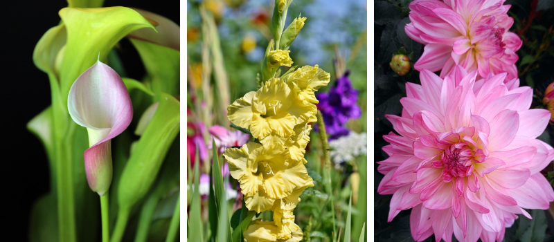 Wanneer kun je bloembollen planten? - Mamagisch