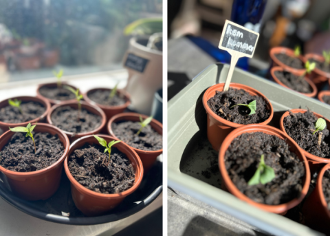 Duurzame moestuin: planten kweken uit zaden en pitten - Mamagisch